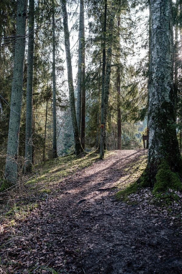 Beautiful Clean Spruce Tree Evergreen Forest Park Stock Photo - Image ...