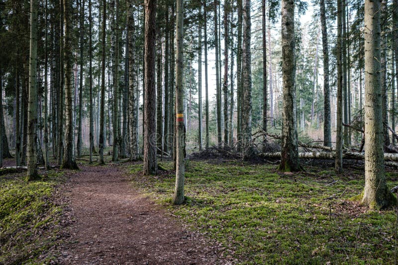 Beautiful Clean Spruce Tree Evergreen Forest Park Stock Photo - Image ...