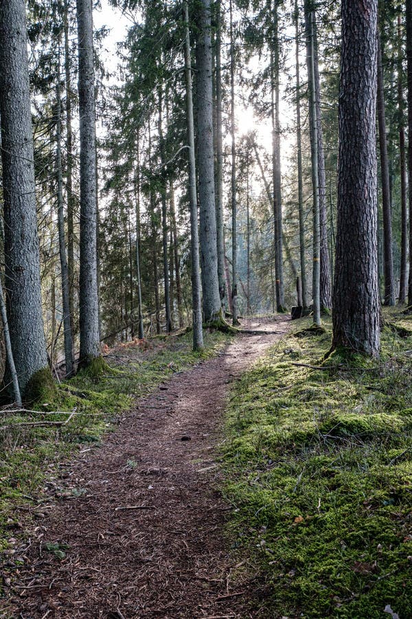 Beautiful Clean Spruce Tree Evergreen Forest Park Stock Image - Image ...