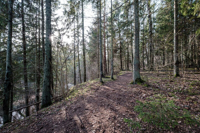 Beautiful Clean Spruce Tree Evergreen Forest Park Stock Image - Image ...