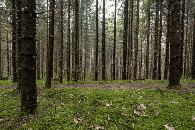 Beautiful Clean Spruce Tree Evergreen Forest Park Stock Image - Image ...