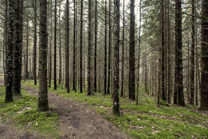 Beautiful Clean Spruce Tree Evergreen Forest Park Stock Image - Image ...