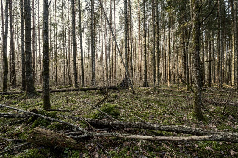 Beautiful Clean Spruce Tree Evergreen Forest Park Stock Image - Image ...