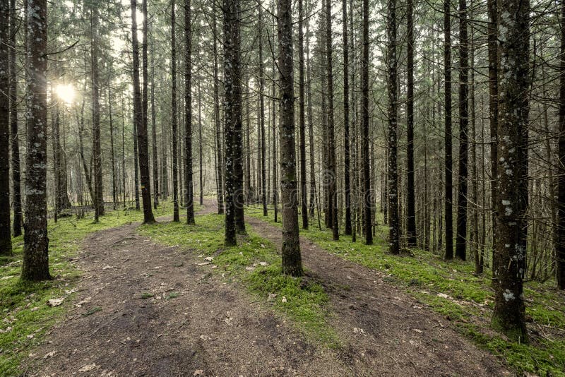Beautiful Clean Spruce Tree Evergreen Forest Park Stock Photo - Image ...