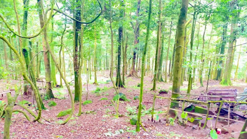 A Beautiful, Clean and Beautiful Tourist Forest Stock Footage - Video ...