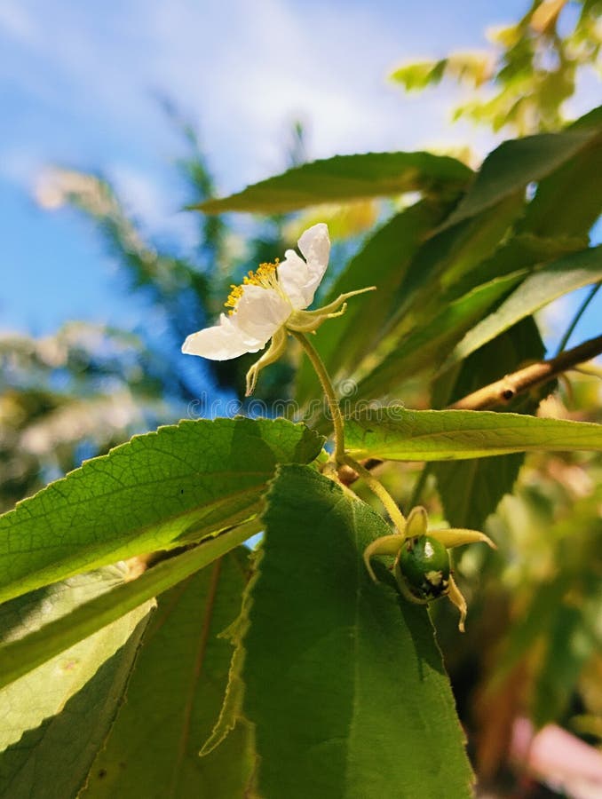 Beautiful and Clean White Flowers Exude Purity Stock Image - Image of ...