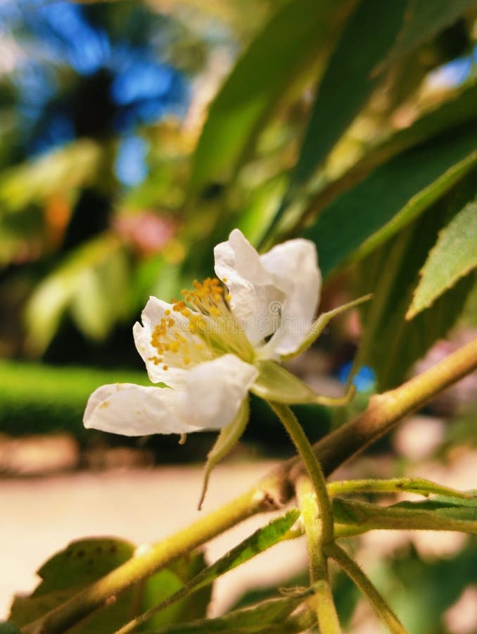 Beautiful and Clean White Flowers Exude Purity Stock Image - Image of ...