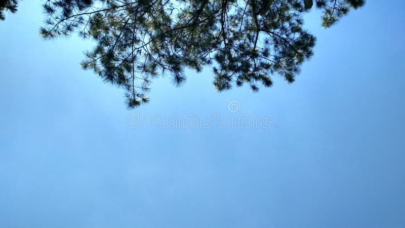 Beautiful Clear Blue Sky and Trees Canopy Stock Photo - Image of ...