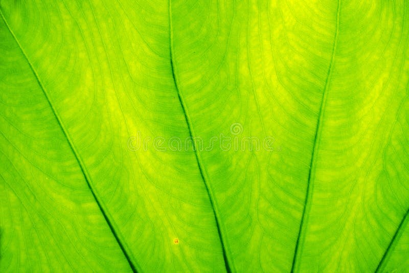 Beautiful Clear and Clean Green Leaf with Texture I Stock Image - Image ...