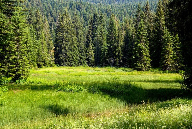 Big glade in the forest stock image. Image of natural - 224609637