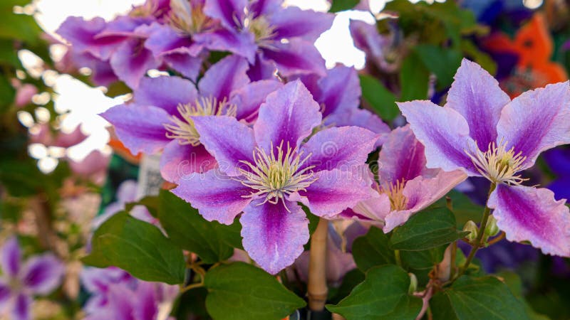 A Beautiful Clematis Flowers Outdoors Stock Image - Image of flower ...