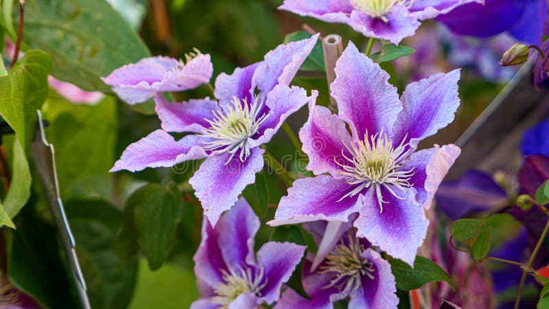A Beautiful Clematis Flowers Outdoors Stock Image - Image of blooms ...