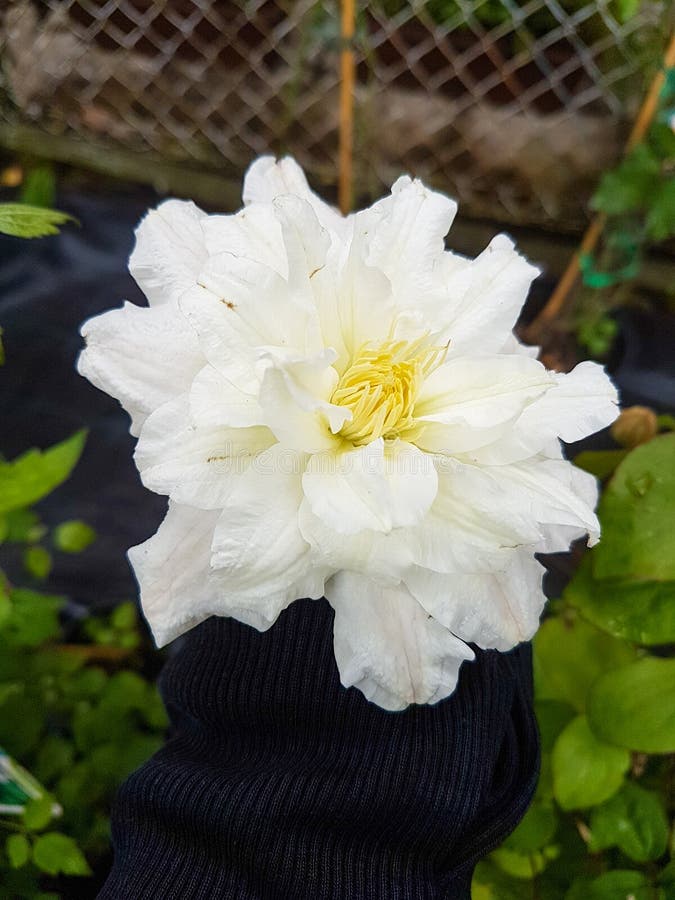 A Beautiful Clematis Flowers Outdoors Stock Photo - Image of gardening ...