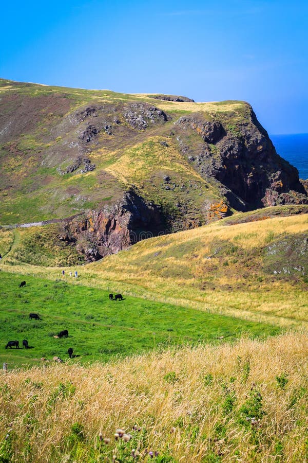 Beautiful Cliffs of Scotland, St Abb`s Head, UK Stock Image - Image of ...