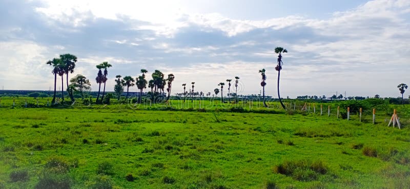 Beautiful Climate on Green Fields in India Stock Photo - Image of grass ...