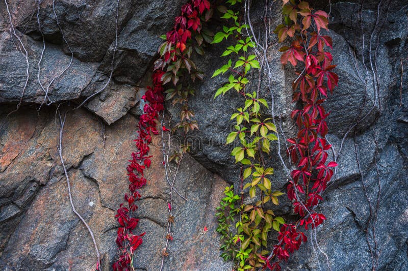 Climber Plants Growing on the Cliff Stock Image - Image of dark, leaves ...