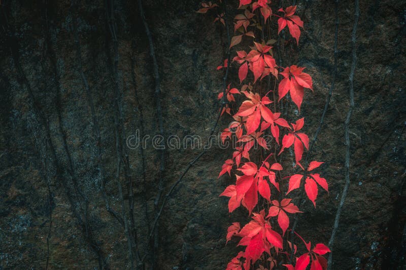 Climber Plants Growing on the Cliff Stock Image - Image of close, blur ...