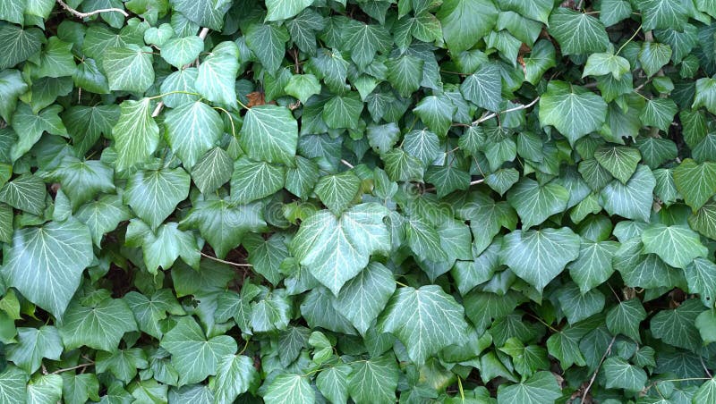 Beautiful Climbing Ivy HD Seamless Texture Stock Photo - Image of plant ...