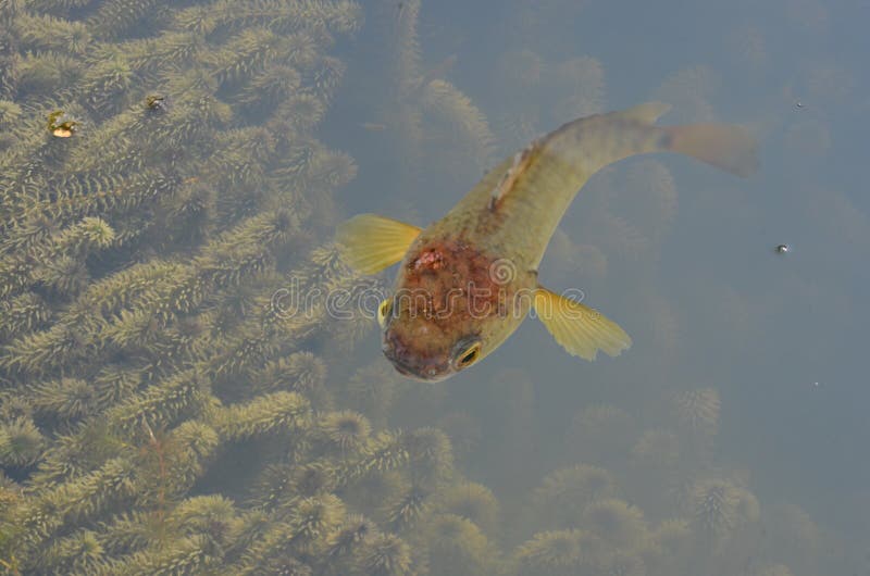 Beautiful Climbing Perch Fish in Clear Water with Algae Stock Photo ...