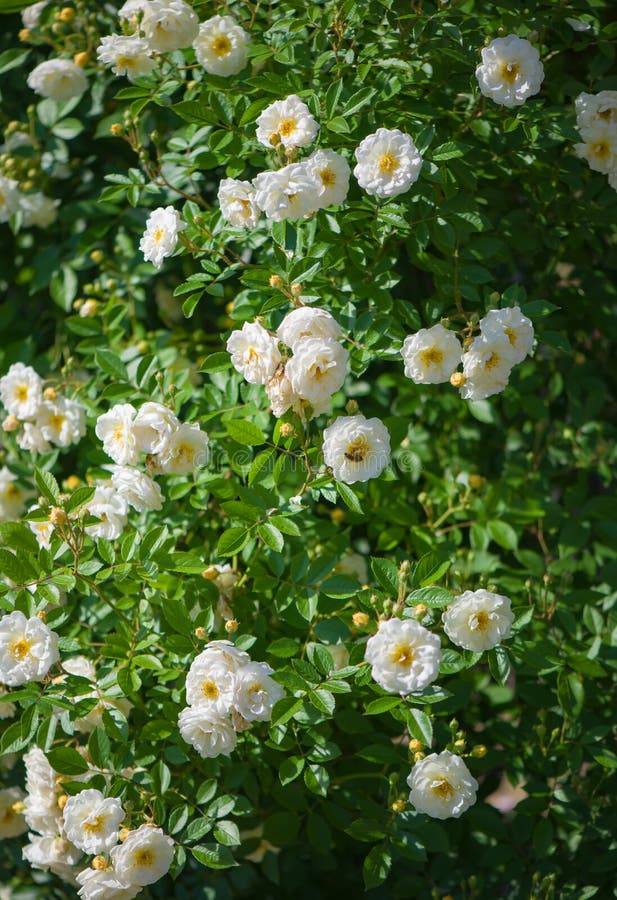 Beautiful Climbing Roses in Spring in the Garden Stock Photo - Image of ...