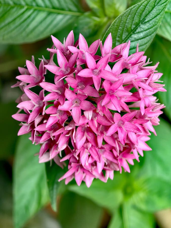 A Beautiful Close-up of a Yellow Daffodil Flower, a Harbinger of Spring ...