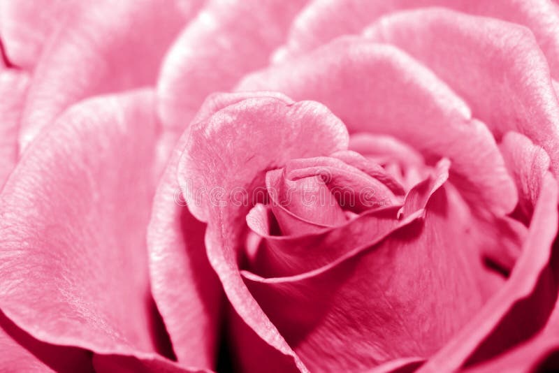 Beautiful Close Up of a Delicate Romantic Rose Flower Stock Photo ...