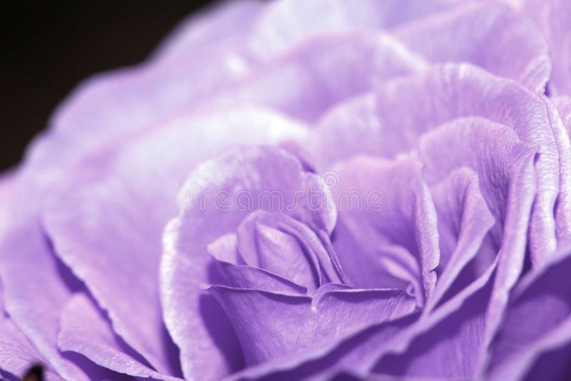 Beautiful Close Up of a Delicate Romantic Rose Flower Stock Image ...