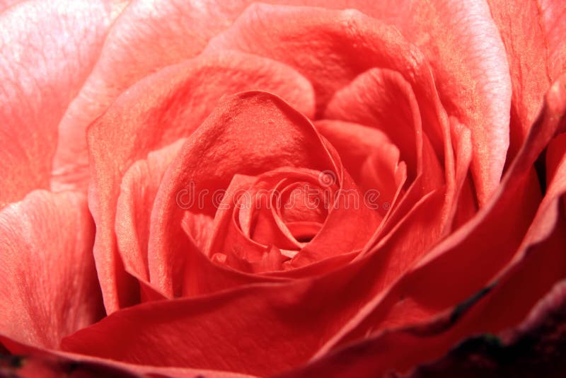 Beautiful Close Up of a Delicate Romantic Rose Flower Stock Photo ...