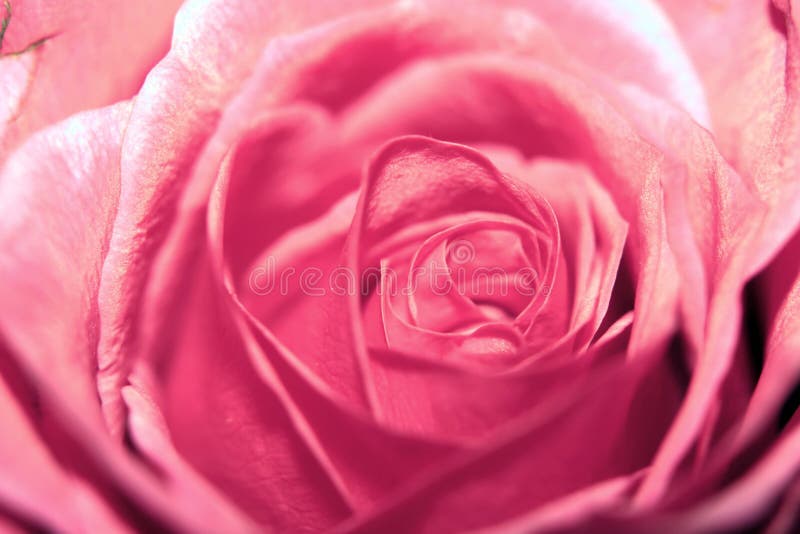 Beautiful Close Up of a Delicate Romantic Rose Flower Stock Image ...