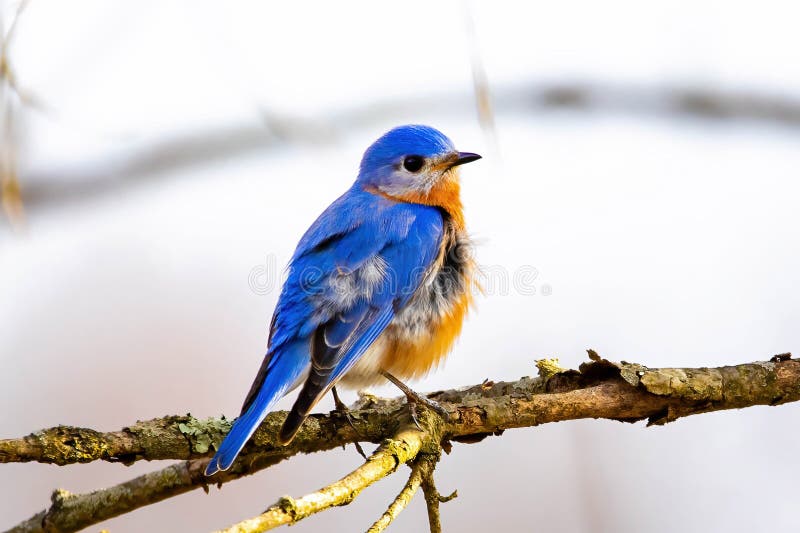 Beautiful Close Up Eastern Bluebird Portrait Stock Image - Image of ...