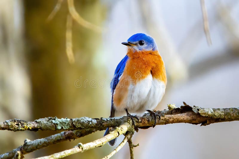 Beautiful Close Up Eastern Bluebird Portrait Stock Photo - Image of ...