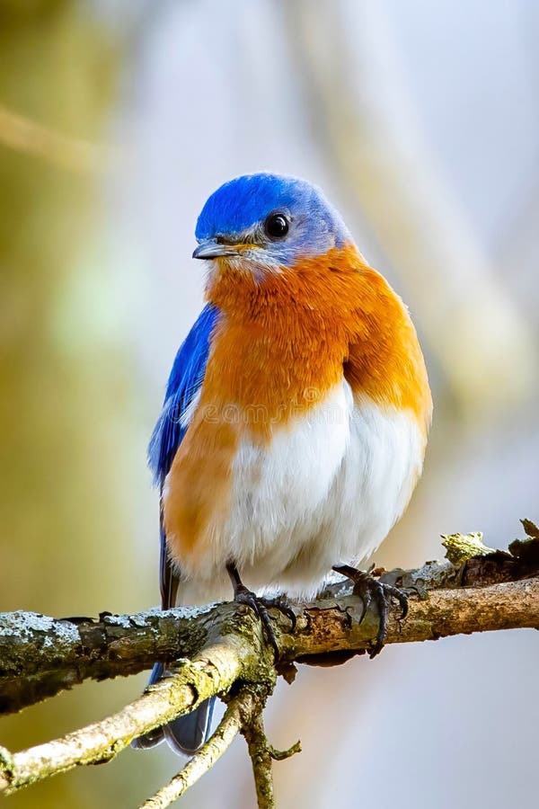 Beautiful Close Up Eastern Bluebird Portrait Stock Photo - Image of ...
