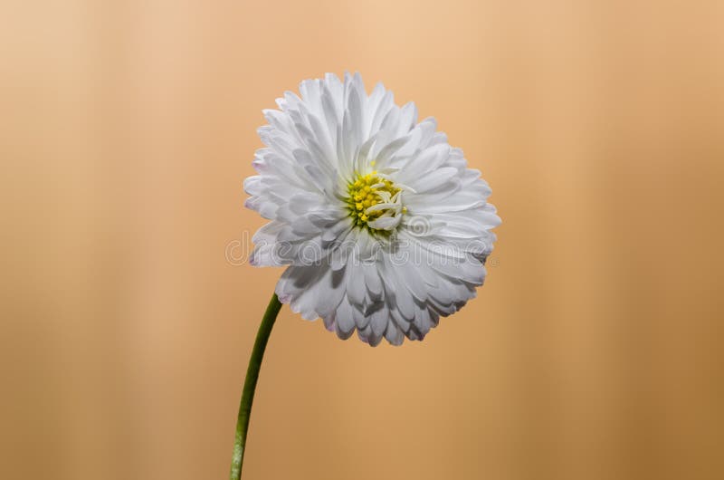 Beautiful Close-up of Flower with Many Petals Stock Image - Image of ...