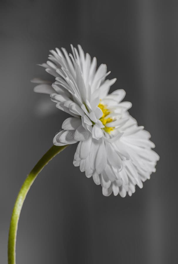 Beautiful Close-up of Flower with Many Petals Stock Image - Image of ...