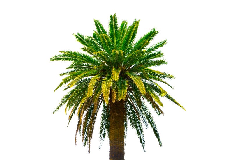 Close Up Green Round Palm Tree Isolated on White Background. Stock ...