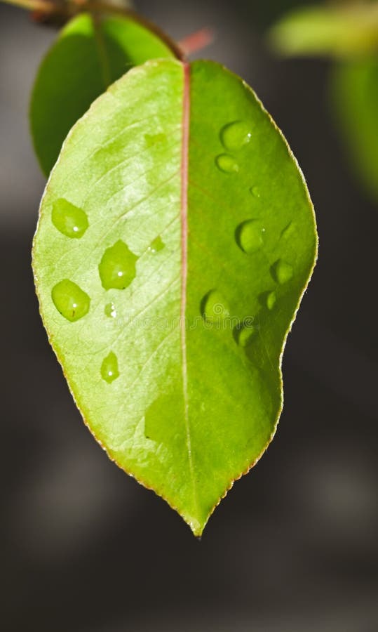Close-up of the Leaf of Pyrus Communis Stock Image - Image of tree ...