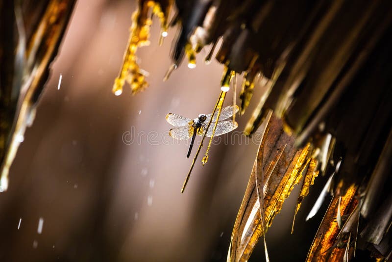 Beautiful Close Up Macro Dragonfly Resting during Rain Stock Photo ...