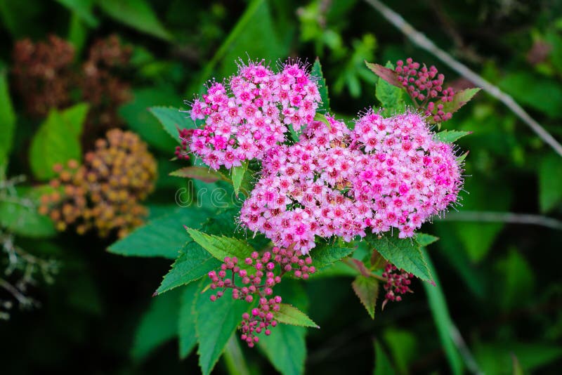 Beautiful Close Up Milkweed in the Field, Nature Stock Photo - Image of ...