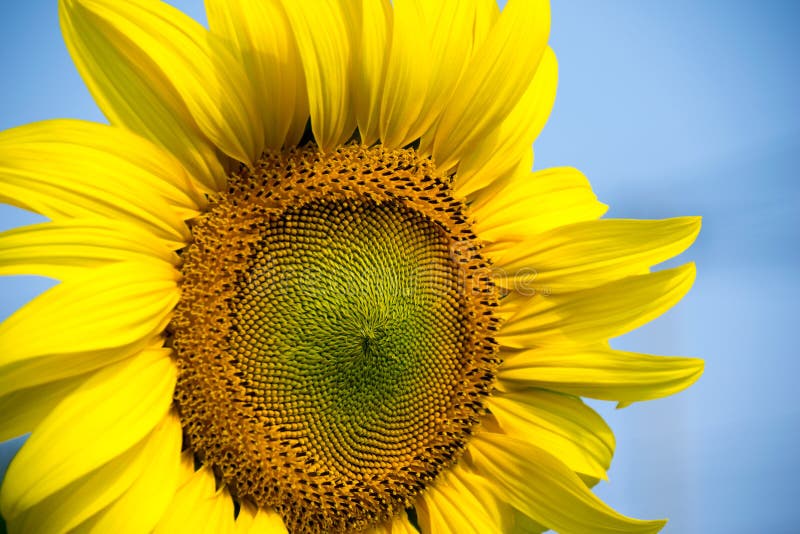 Beautiful Close Up Sunflower and Blue Sky Stock Photo - Image of close ...