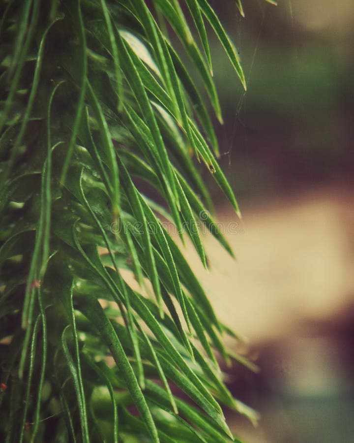 Beautiful Close Up View of a Green Plant at the Park Stock Photo ...