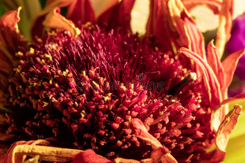 A Beautiful Close-up View on a Red, Orange and Yellow Flower Stock ...