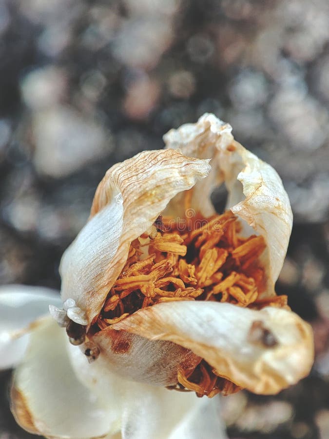 Beautiful Close Up View of a White Beach Flower Stock Photo - Image of ...