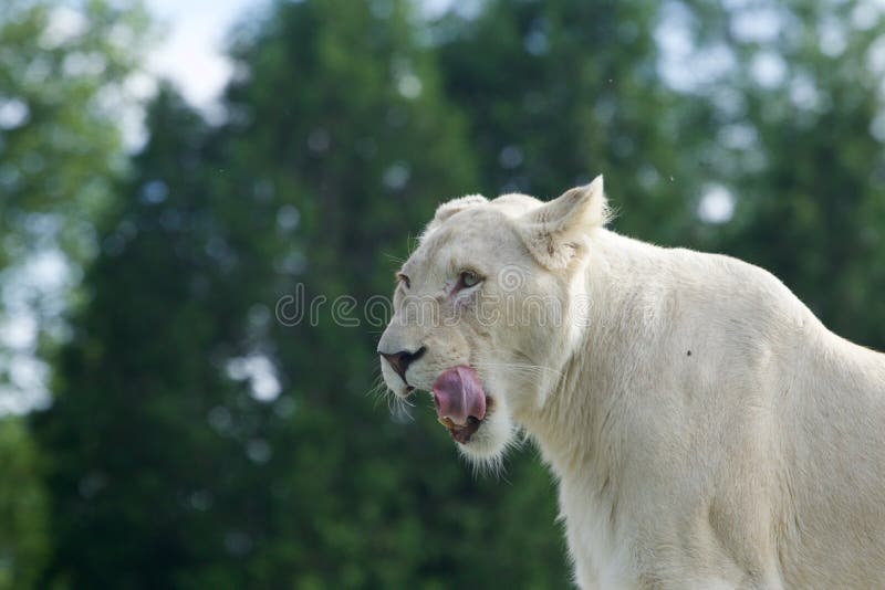 Beautiful Close-up of a White Lion Ready To Eat Stock Photo - Image of ...