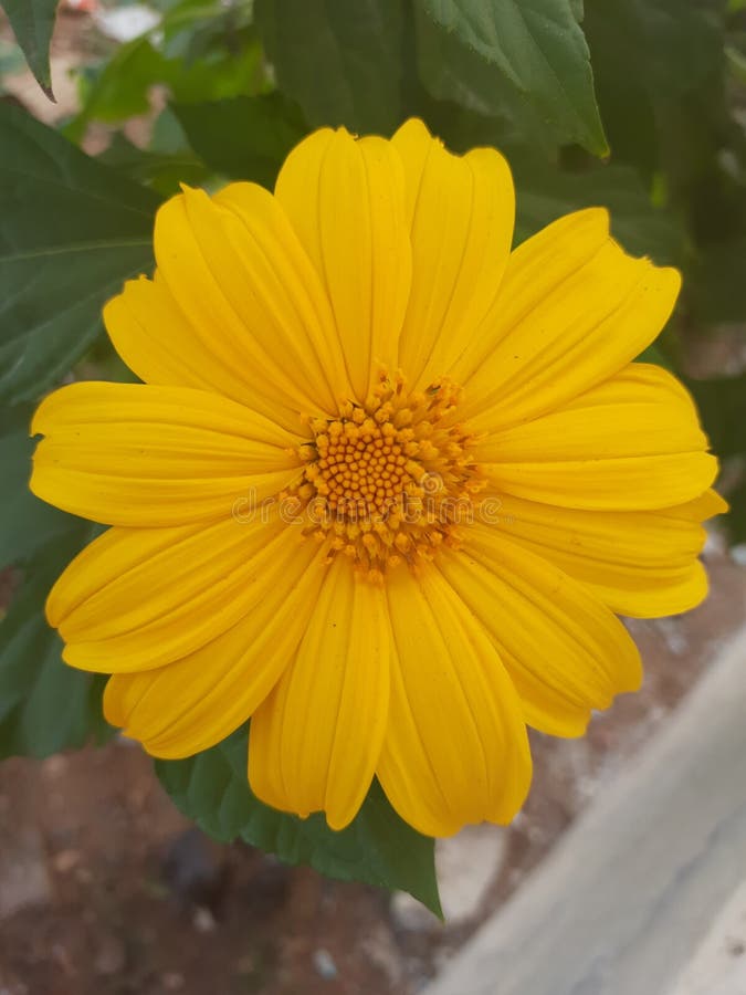 Beautiful Close View of a Yellow Color Flower Stock Photo - Image of ...