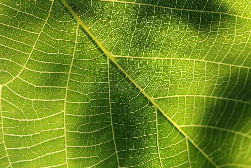 Beautiful Closeup Abstract Green Color Leaf Background Texture Stock ...