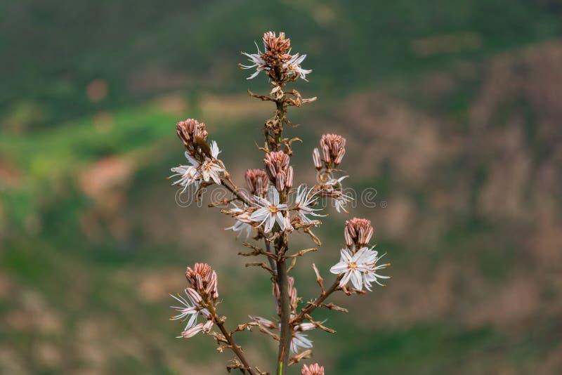Beautiful Closeup of Asphodels in the Garden Stock Image - Image of ...