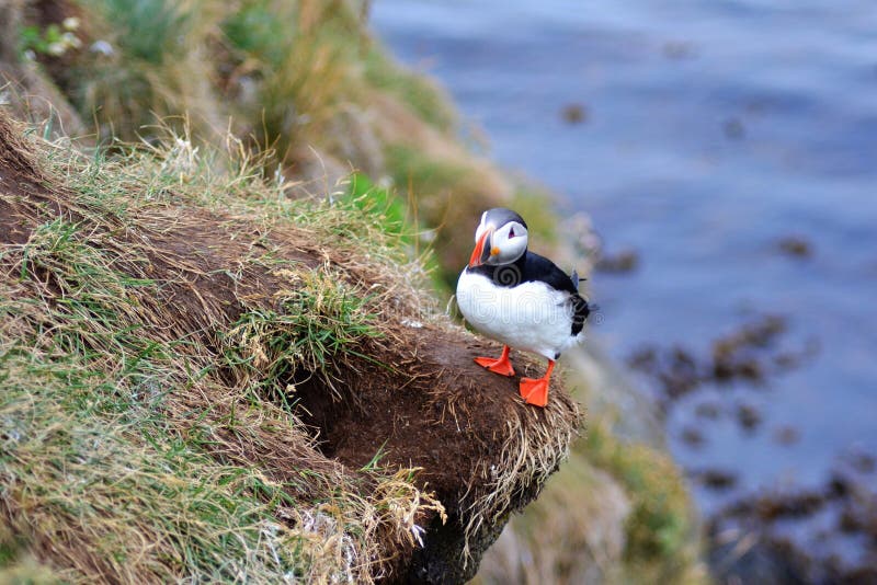 Beautiful Closeup of an Atlantic Puffin Stock Image - Image of atlantic ...