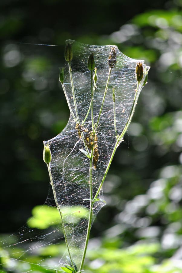 Beautiful Closeup of a Cobweb in the Garden Stock Photo - Image of ...
