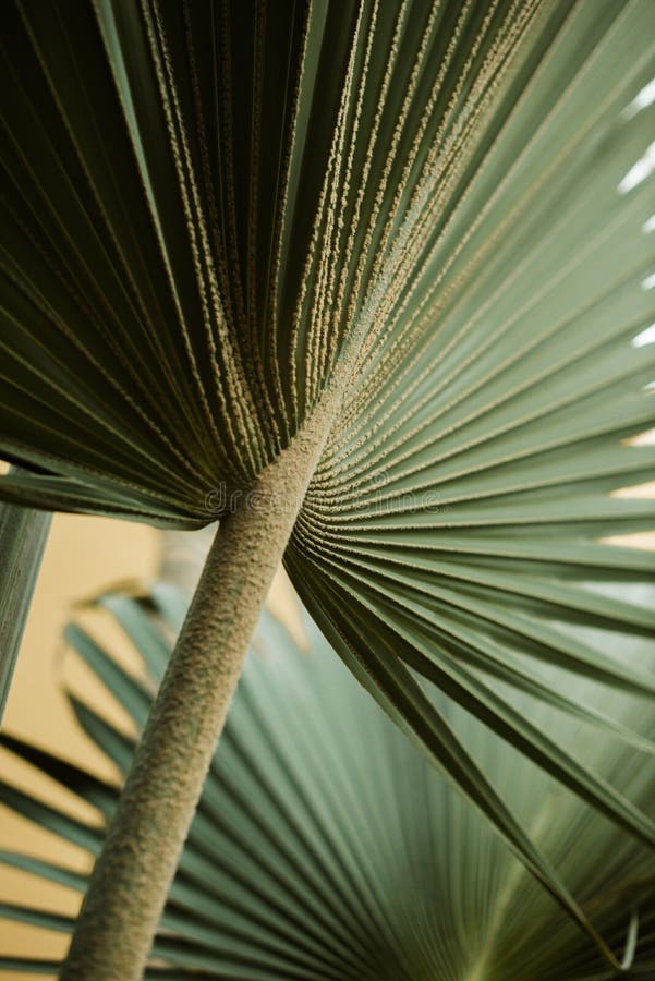 Beautiful Closeup of a Fan-leaved Palm Leaves Stock Image - Image of ...