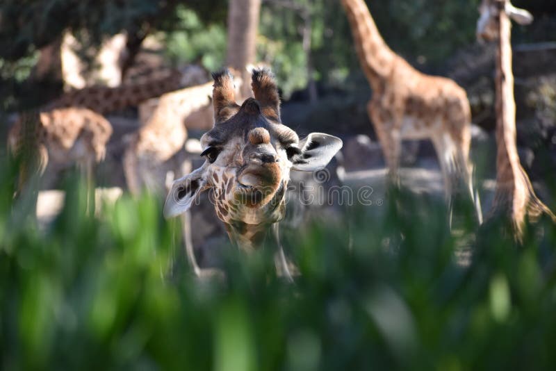 Beautiful Closeup of a Giraffe Face in the Zoo Stock Image - Image of ...